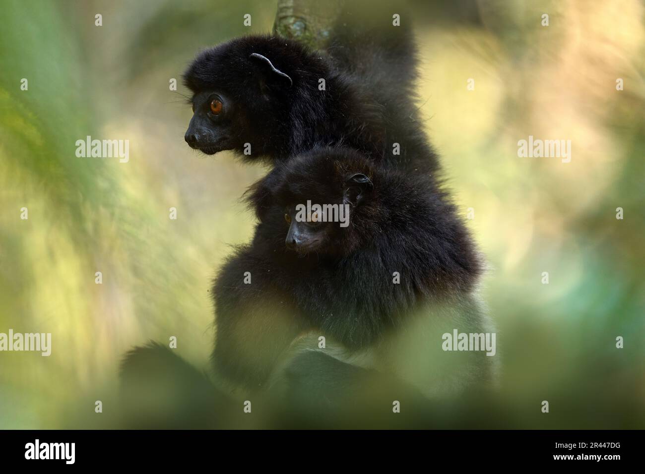 Milne-Edwards's sifaka, Propithecus edwardsi, Ranomafana NP, rare ...