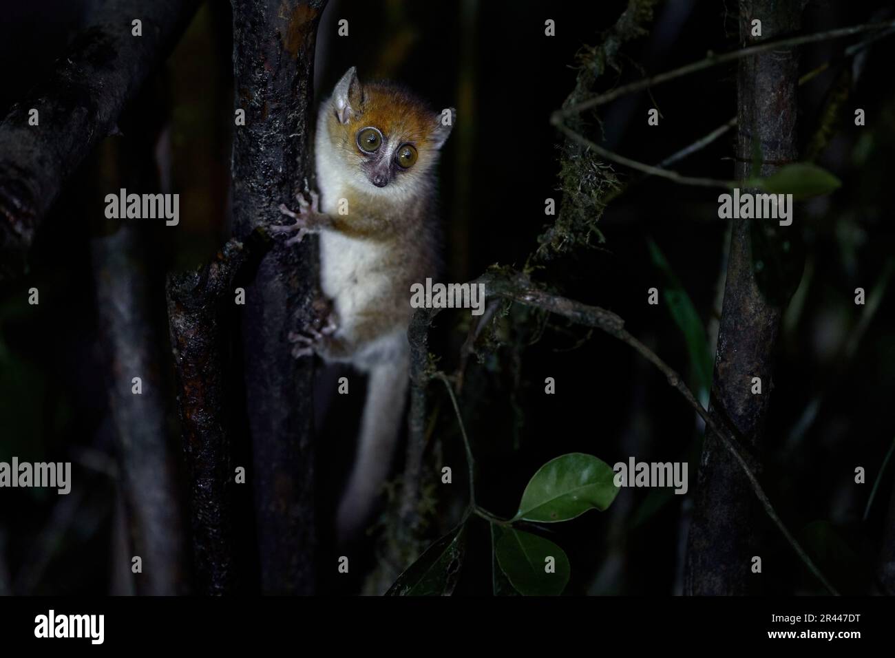 Rufous Mouse Lemur, Microcebus rufus, Ranomafana NP, small night lemur ...