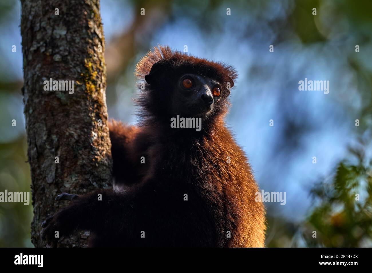 Milne-Edwards's sifaka, Propithecus edwardsi, Ranomafana NP, rare ...