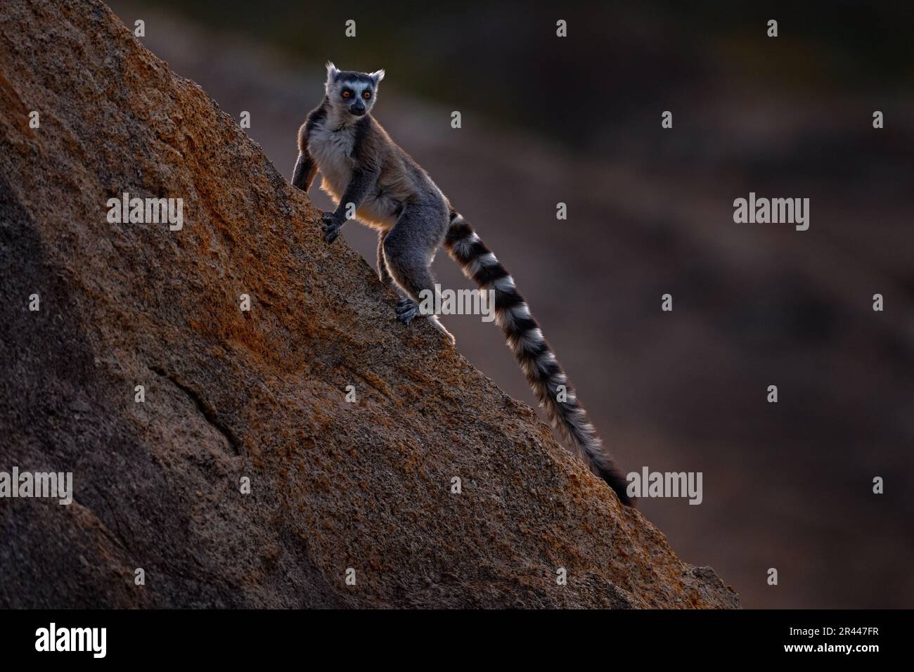 Monkey with granite rock, sunset. Madagascar wildlife, Ring-tailed ...