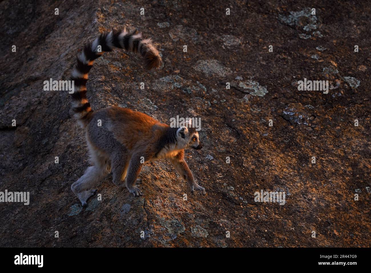 Monkey with granite rock, sunset. Madagascar wildlife, Ring-tailed ...