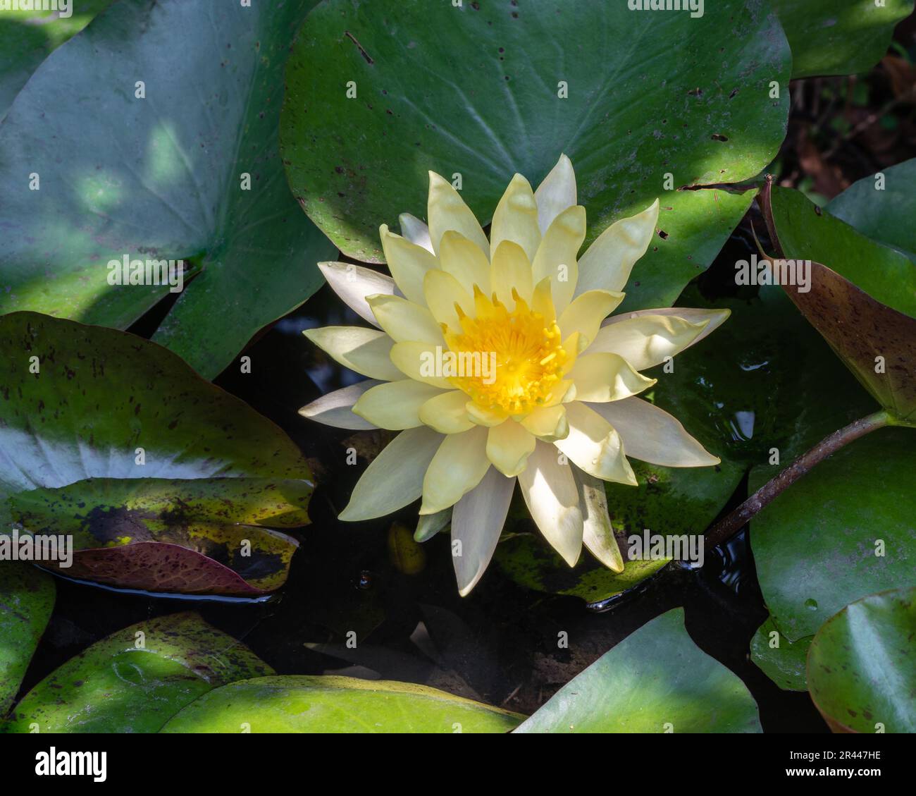 Closeup view of yellow blooming pinwaree water lily nymphaea flower and leaves on natural ...