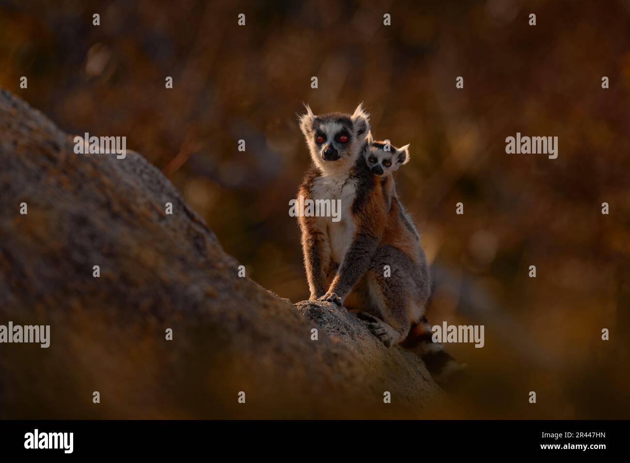 Monkey family, young cub. Madagascar wildlife, Ring-tailed Lemur, Lemur ...