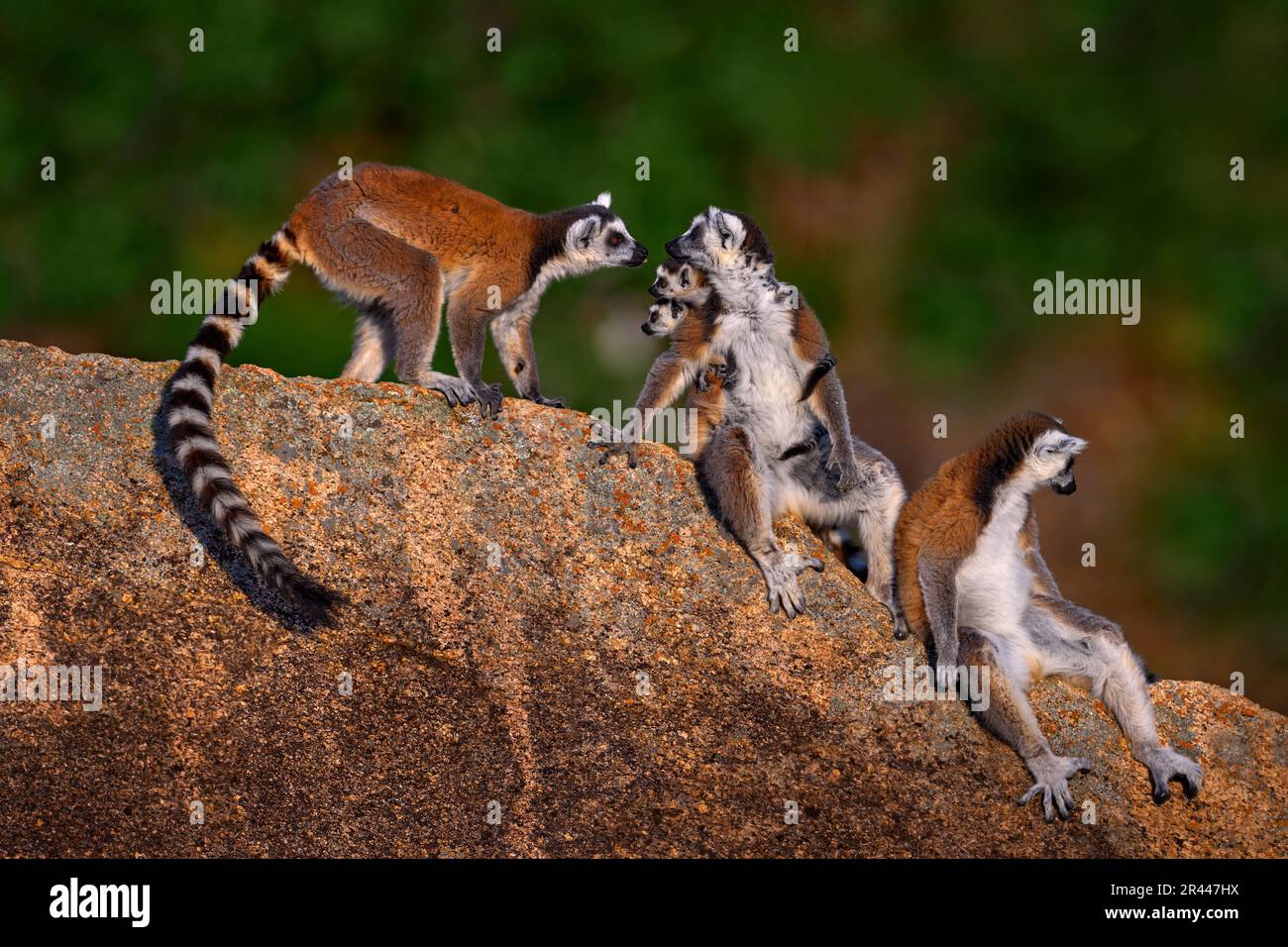 Madagascar wildlife, monkey two young. Ring-tailed Lemur, Lemur catta ...
