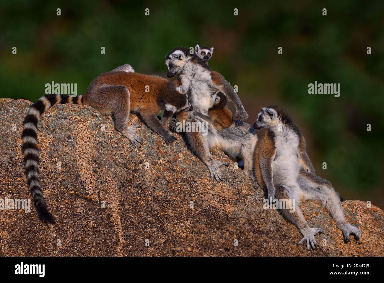 Madagascar wildlife, monkey two young. Ring-tailed Lemur, Lemur catta ...