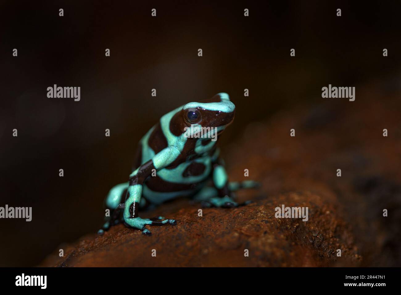 Poison frog from jungle forest, Costa Rica . Green amphibian ...