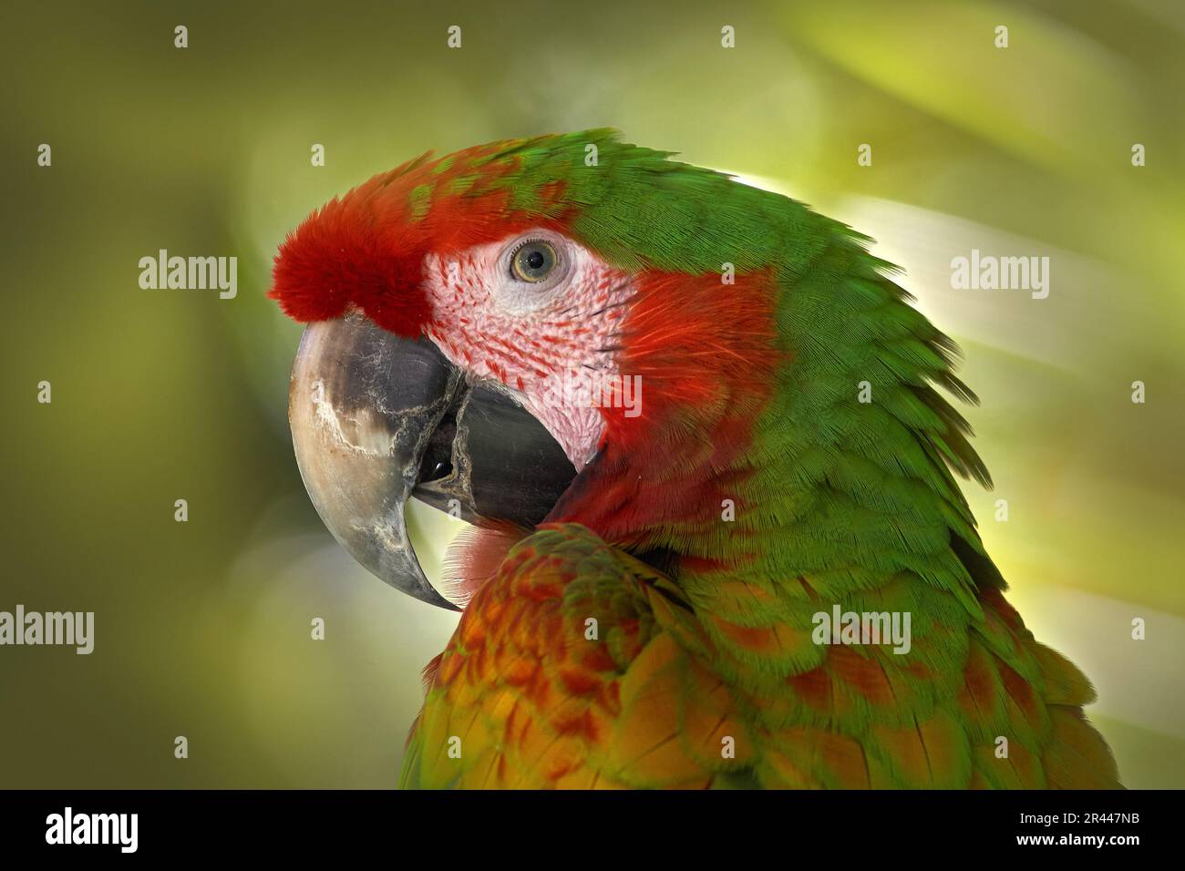 Rare form Ara macao x Ara ambigua, in tropical forest, Costa Rica. Red ...