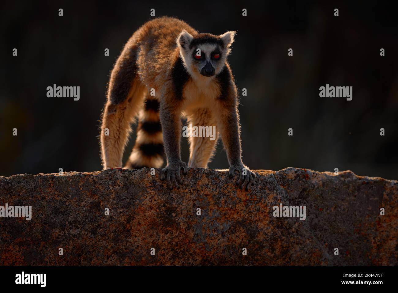 Monkey with granite rock, sunset. Madagascar wildlife, Ring-tailed ...