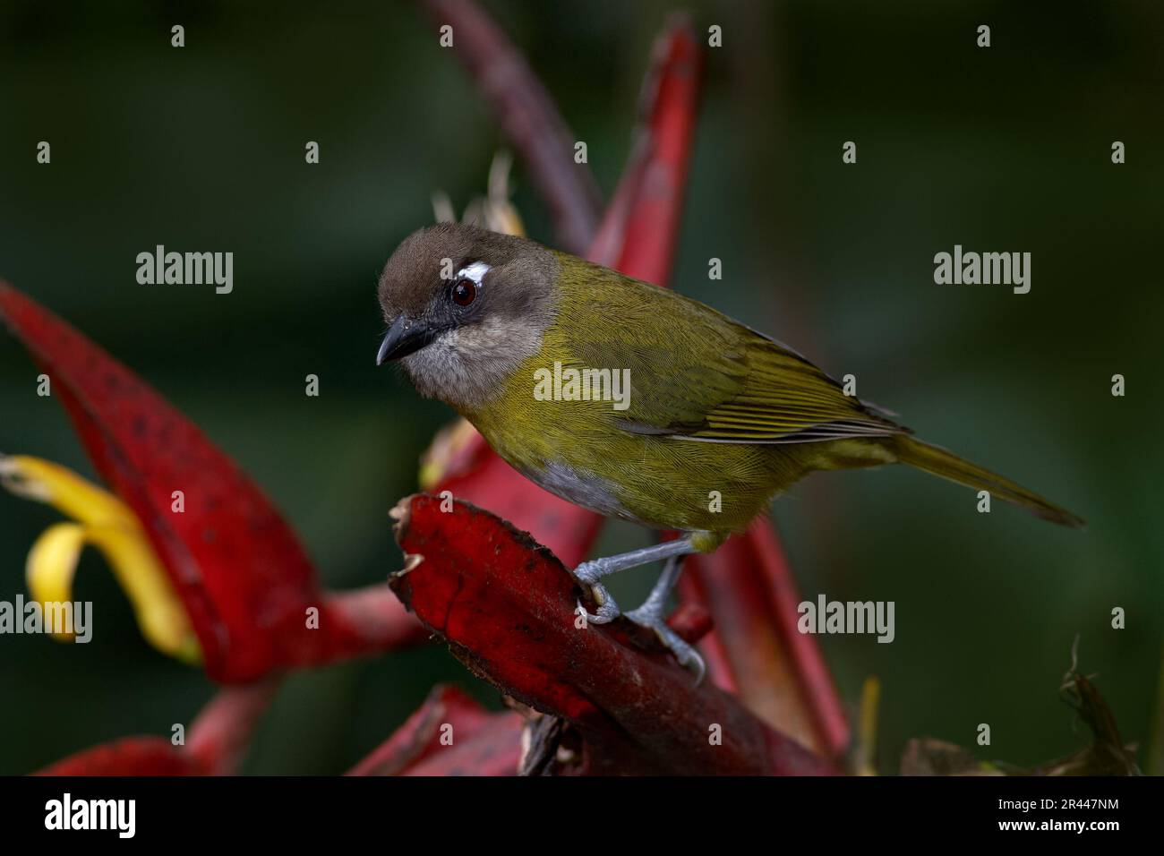 Common bush tanager, Chlorospingus flavopectus, sitting on the orange ...