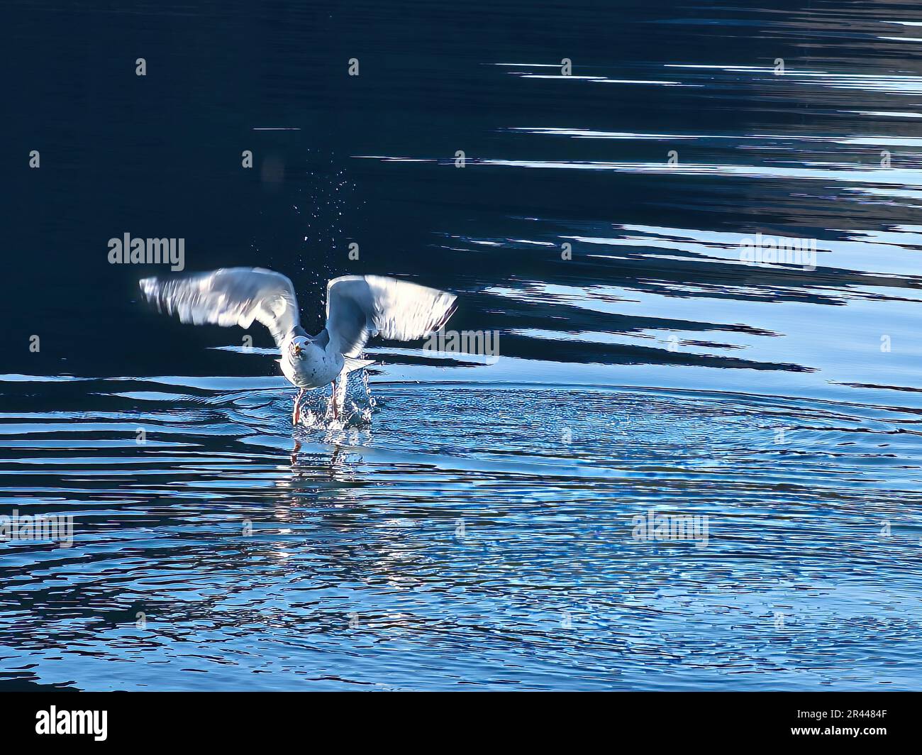 Seagulls takes off in the fjord in Norway. Water drops splash in ...