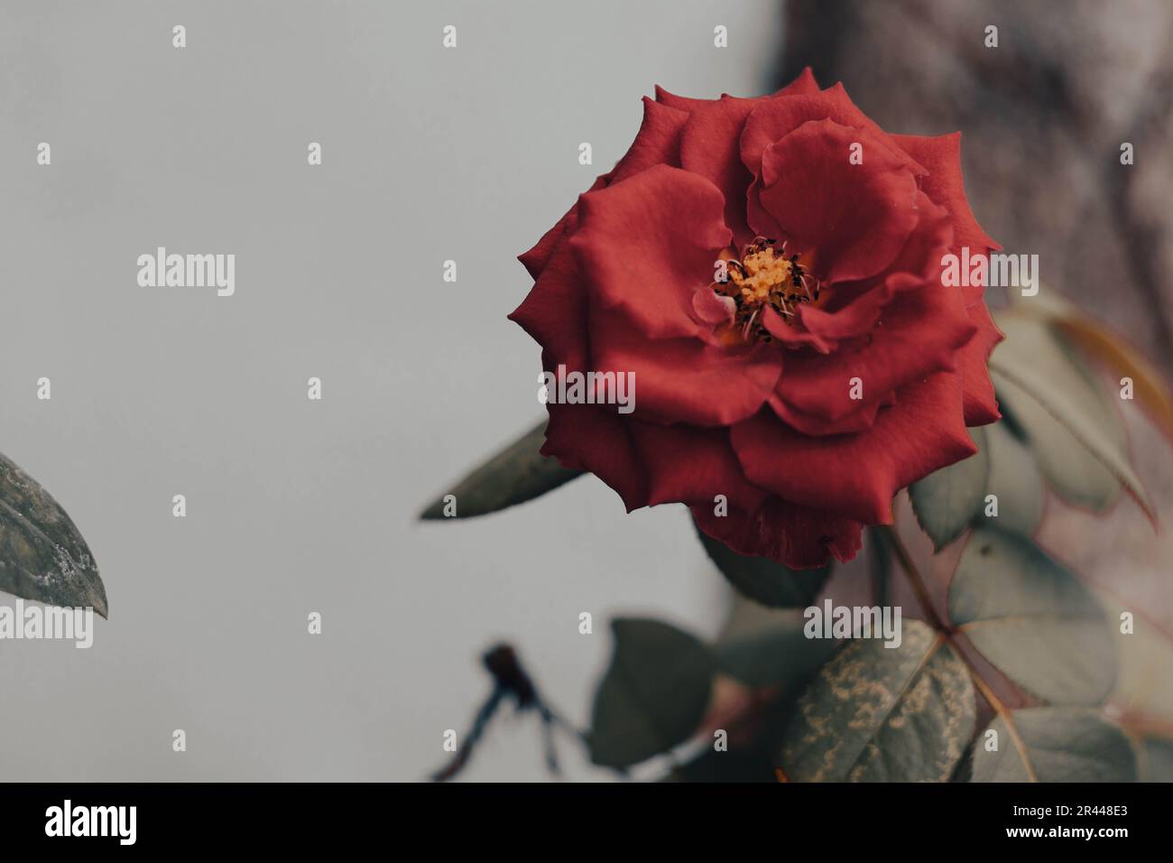 Red rosebush red roses hi-res stock photography and images - Alamy