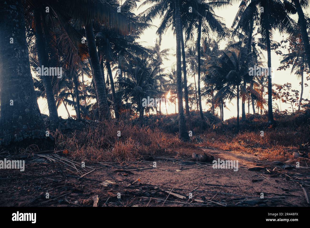 Beautiful Sunrise Among the trees by the beach Stock Photo - Alamy