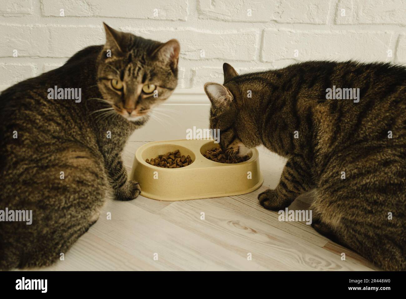 Two cats eating dry cat hi-res stock photography and images - Alamy