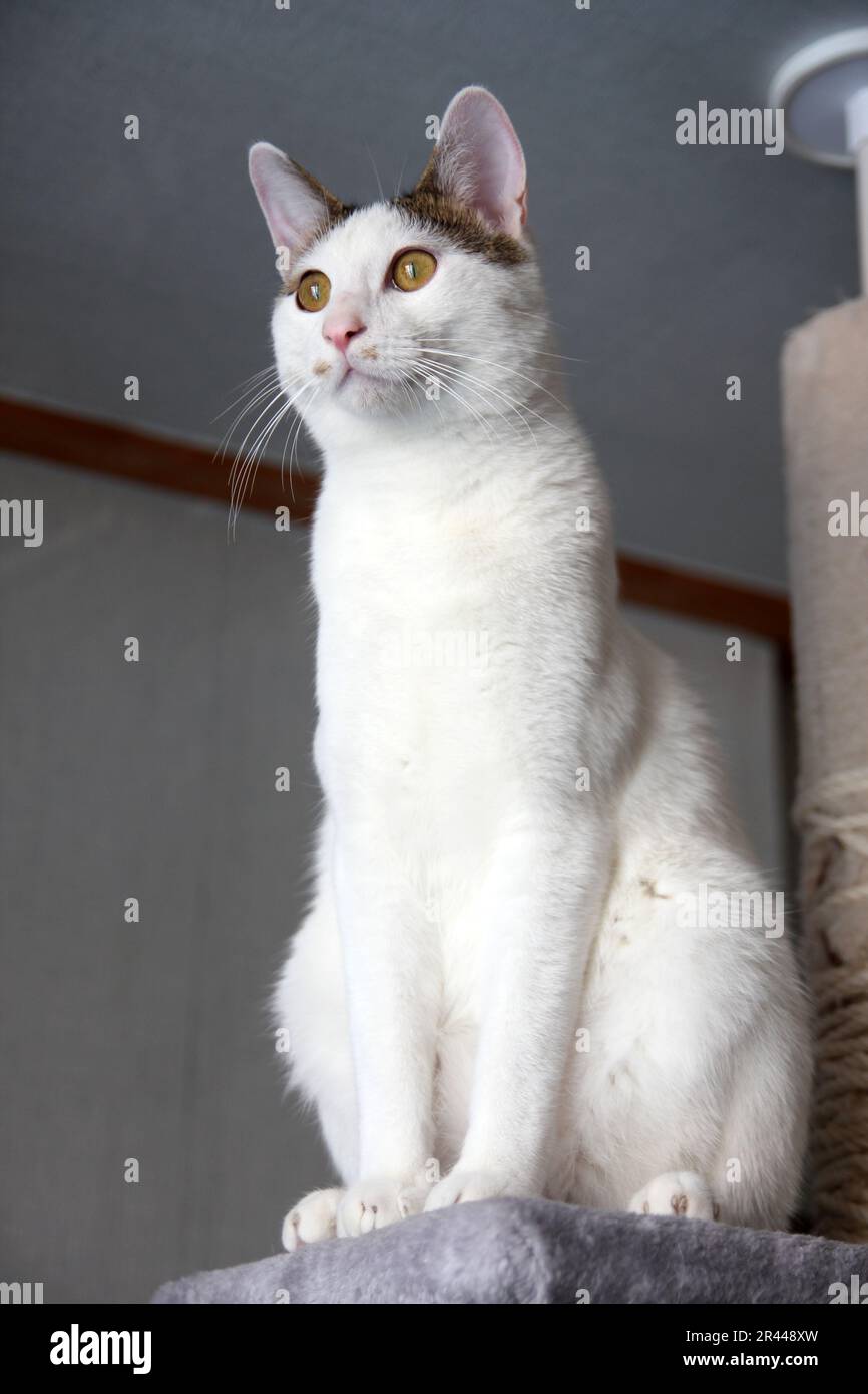 Daily concept of Japanese Bobtail cat living at home Stock Photo - Alamy