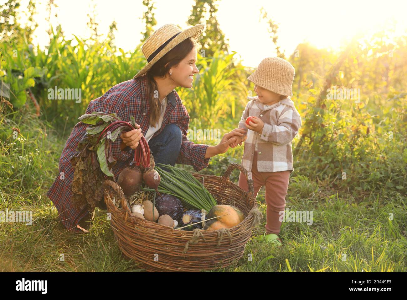 Mother and daughter harvesting different fresh ripe vegetables on farm ...