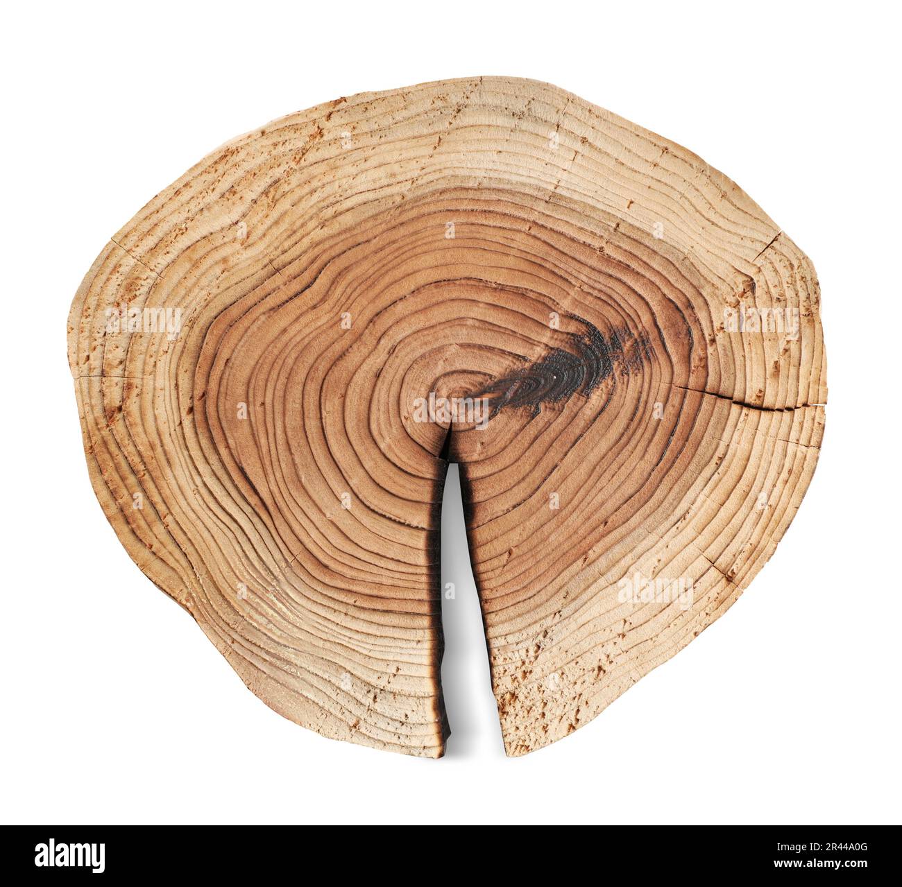 Cracked tree stump as decorative stand isolated on white, top view ...