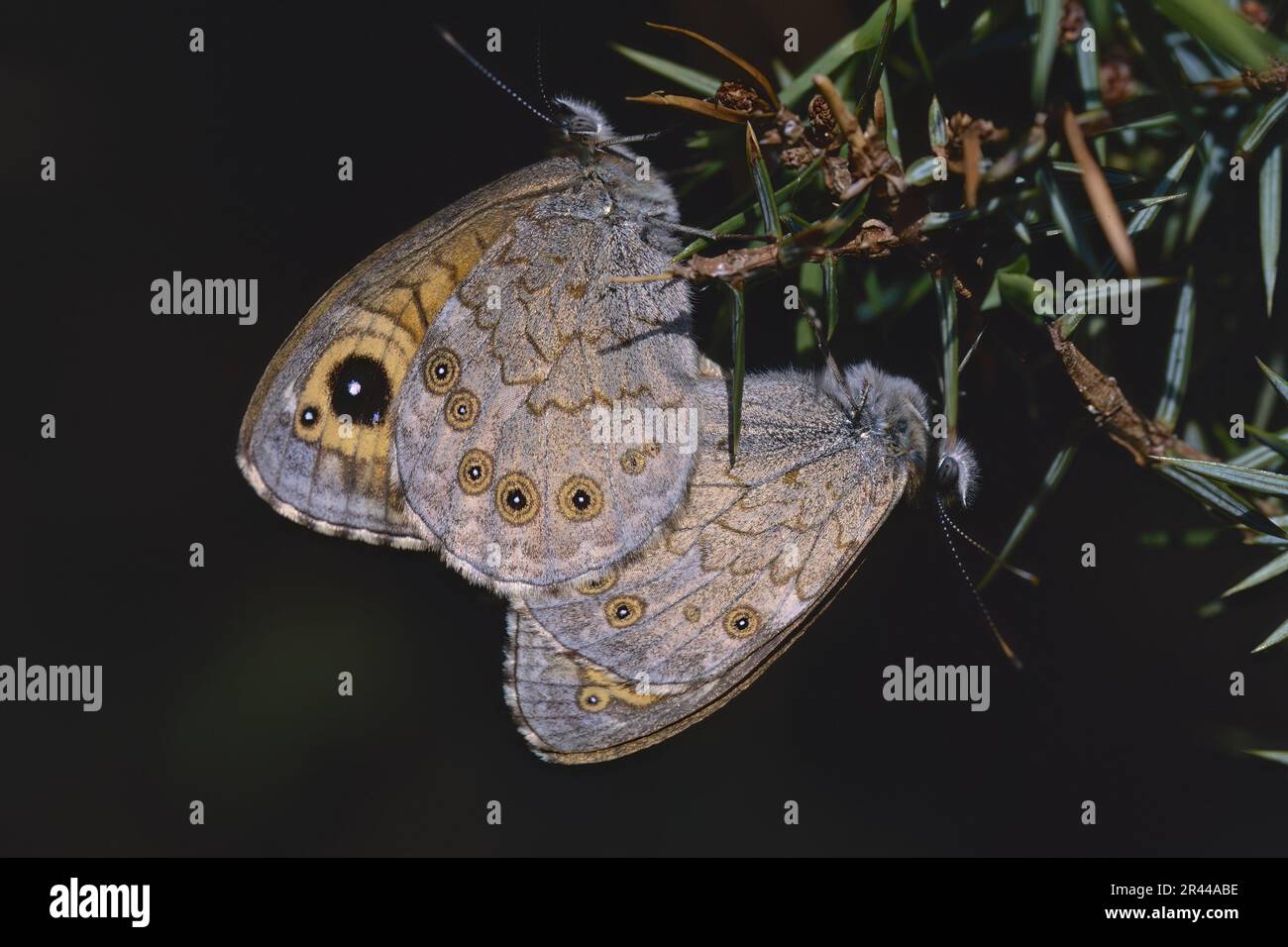 two specimens of wall brown butterfly in mating, Lasiommata megera ...