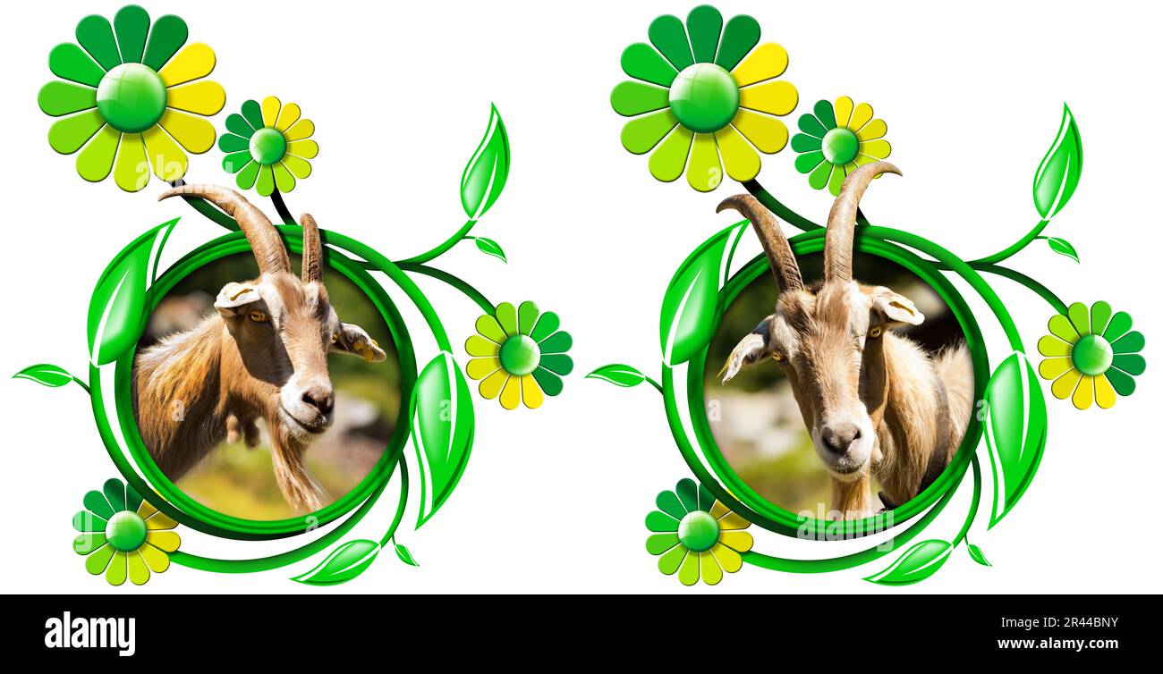 Frame with a head of a goat (looking at camera), green leaves and daisy ...