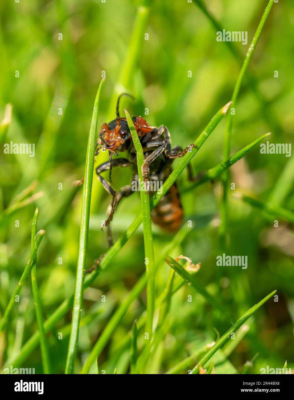 Firebug wings hi-res stock photography and images - Alamy