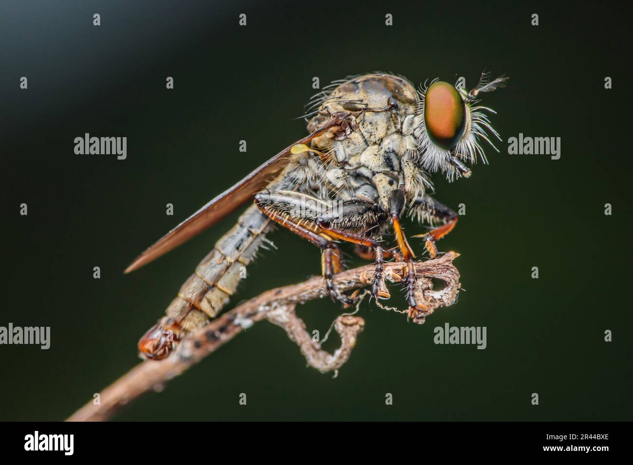 Close up a robber fly on branch and dark background, Nature background ...
