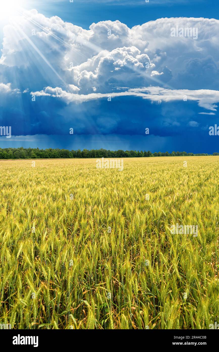 Beautiful cumulus clouds (cumulonimbus) on blue sky with torrential ...