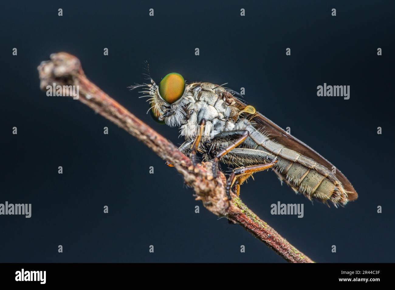 Close up a robber fly on branch and dark background, Nature background ...