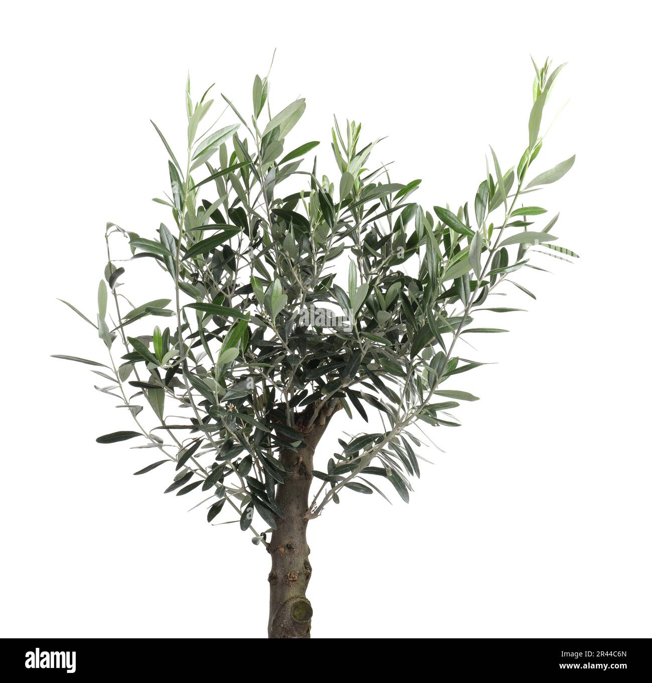 Beautiful young olive tree isolated on white Stock Photo - Alamy