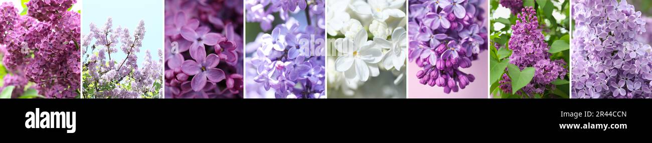 Collage with different photos of beautiful lilac flowers Stock Photo ...