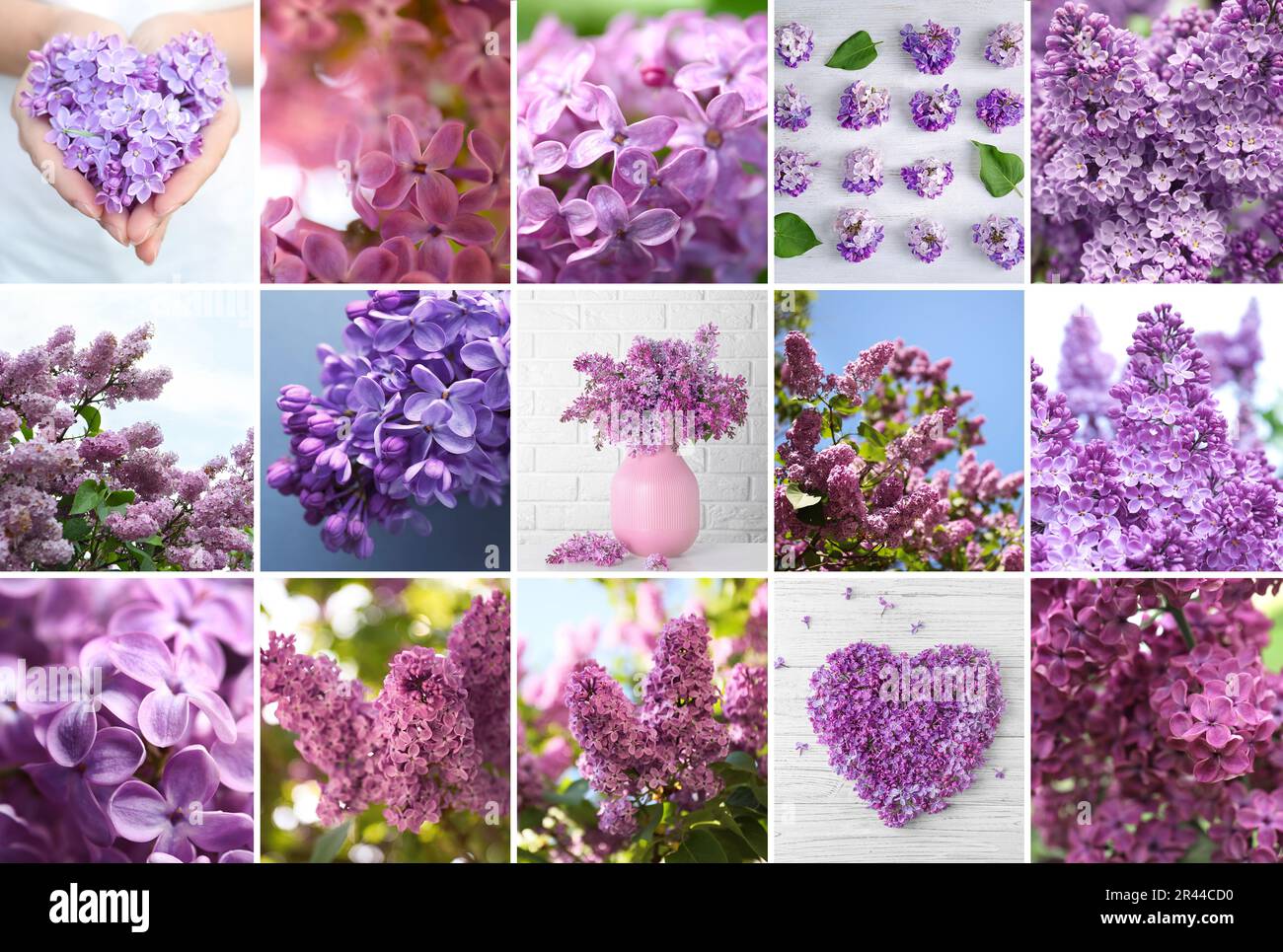 Collage with different photos of beautiful lilac flowers Stock Photo ...