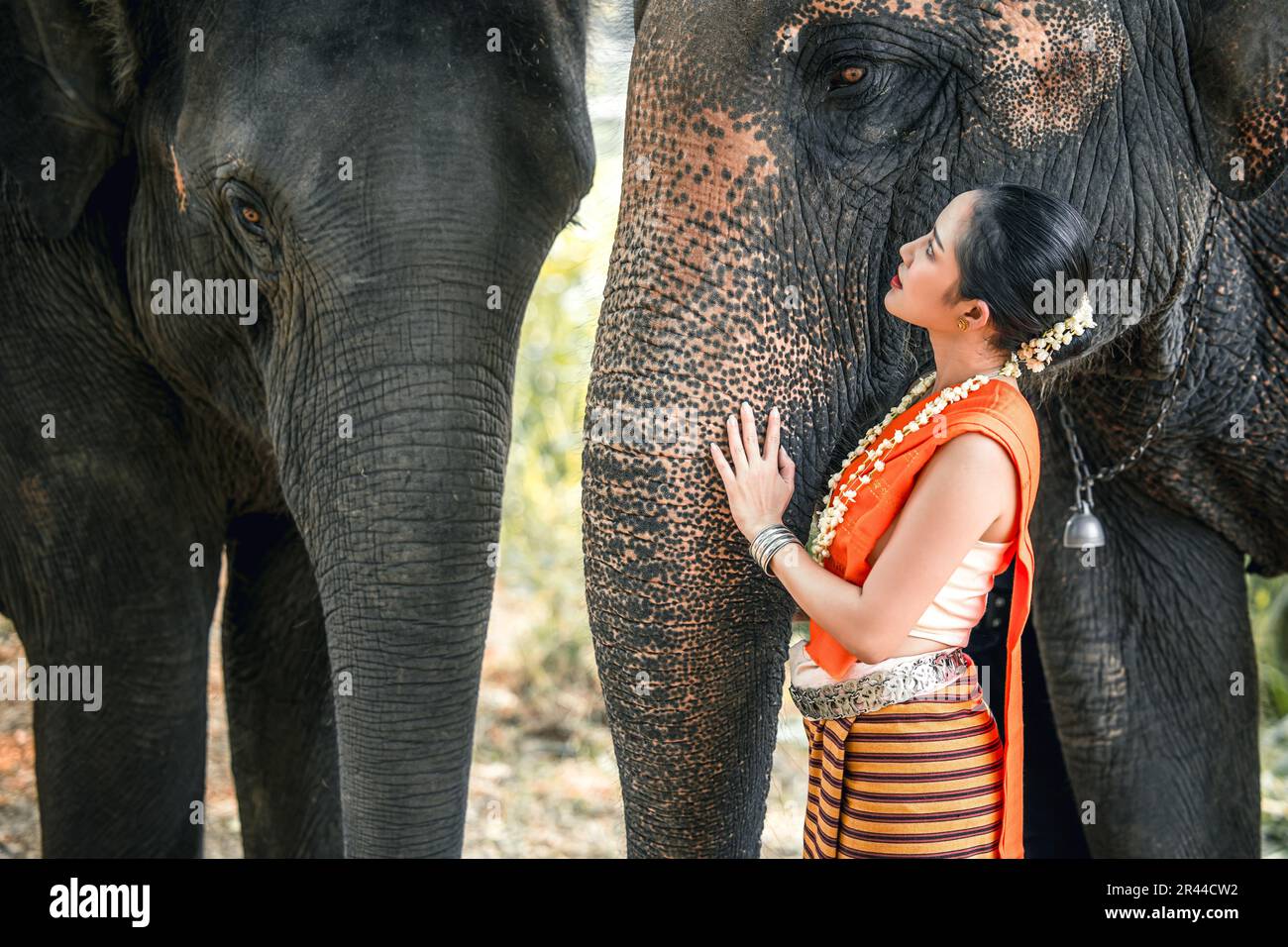 Thai lady beautiful dressing traditional northern style with elephants ...