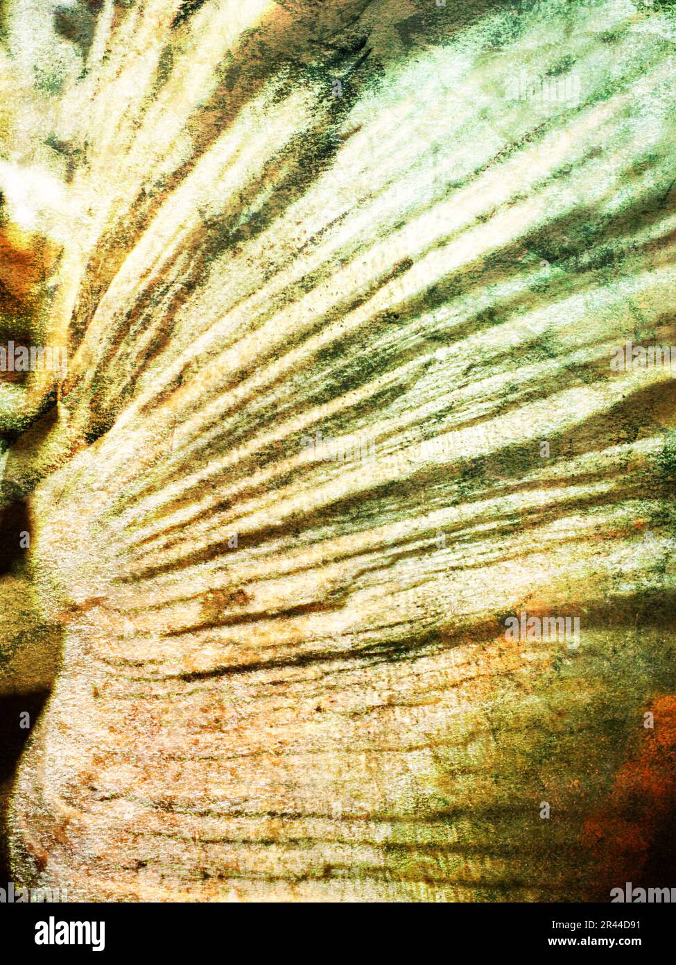 abstract image of the underside of a fungus Stock Photo - Alamy