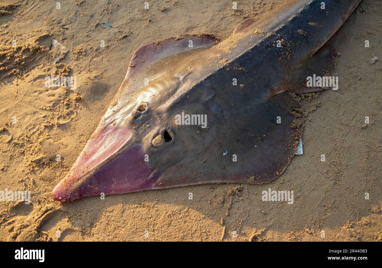 Giant stingray market hi-res stock photography and images - Alamy