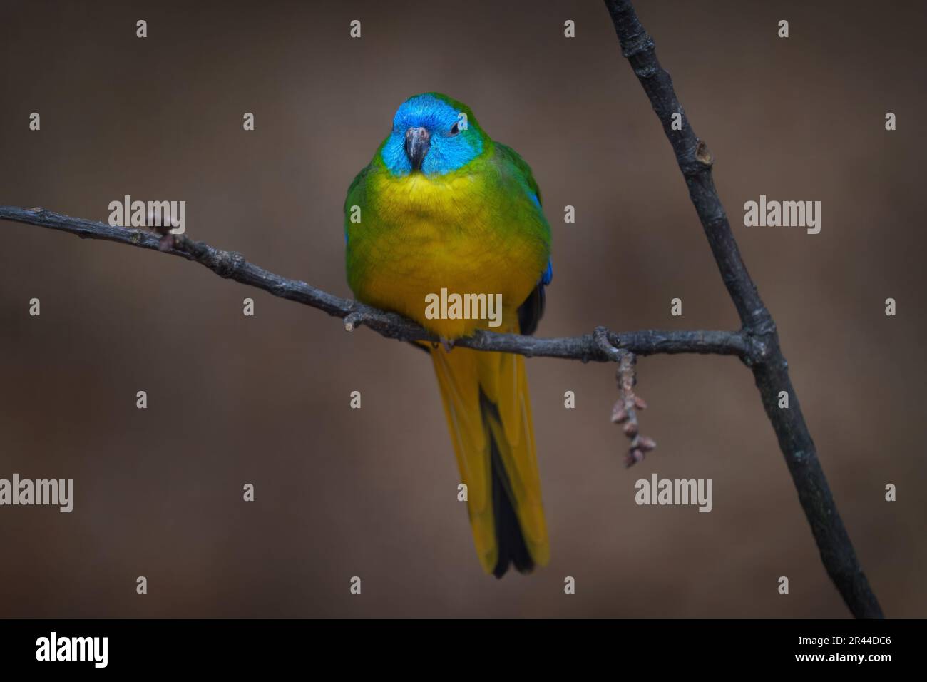 Turquoise-parrot, Neophema pulchella, Australia. Blue yellow bird in ...
