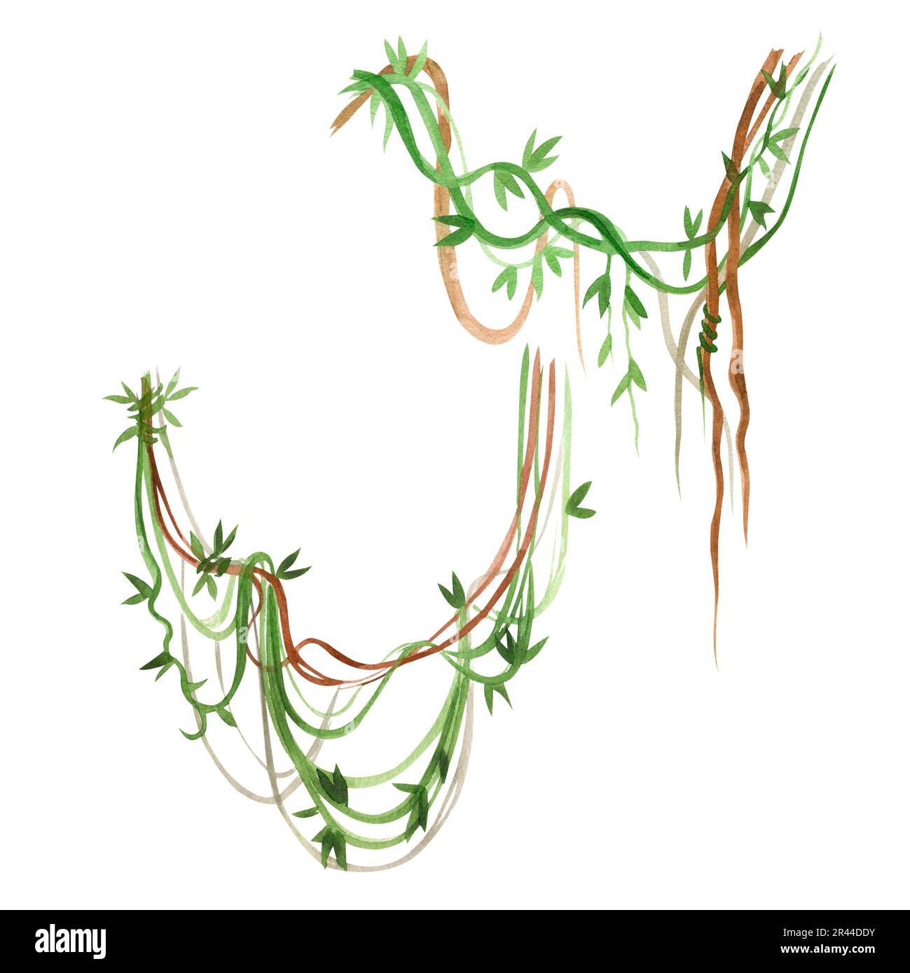 Jungle creepers hand drawn in green and brown watercolor on a white ...