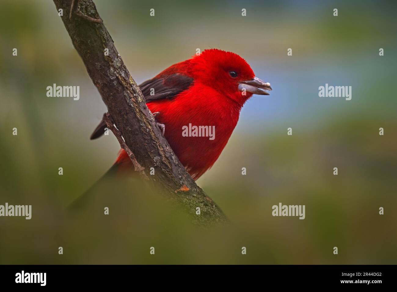 Brazilian tanager, Ramphocelus bresilius, red bird sitting on the ...