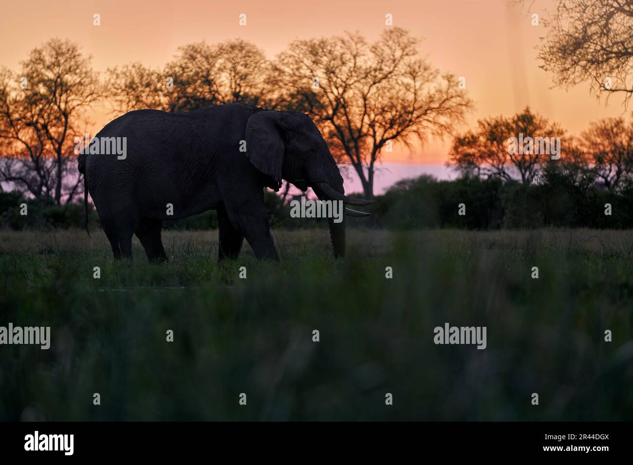 Nature in Africa. Elephant in the Khwai River, Moremi Reserve in ...