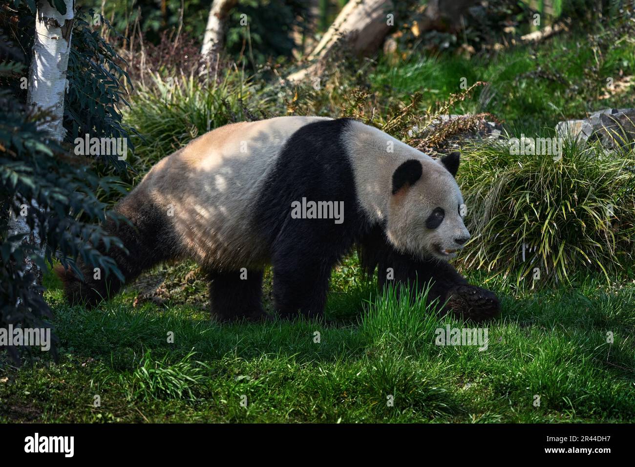 Panda in green forest vegetation. Wildlife scene from China nature ...