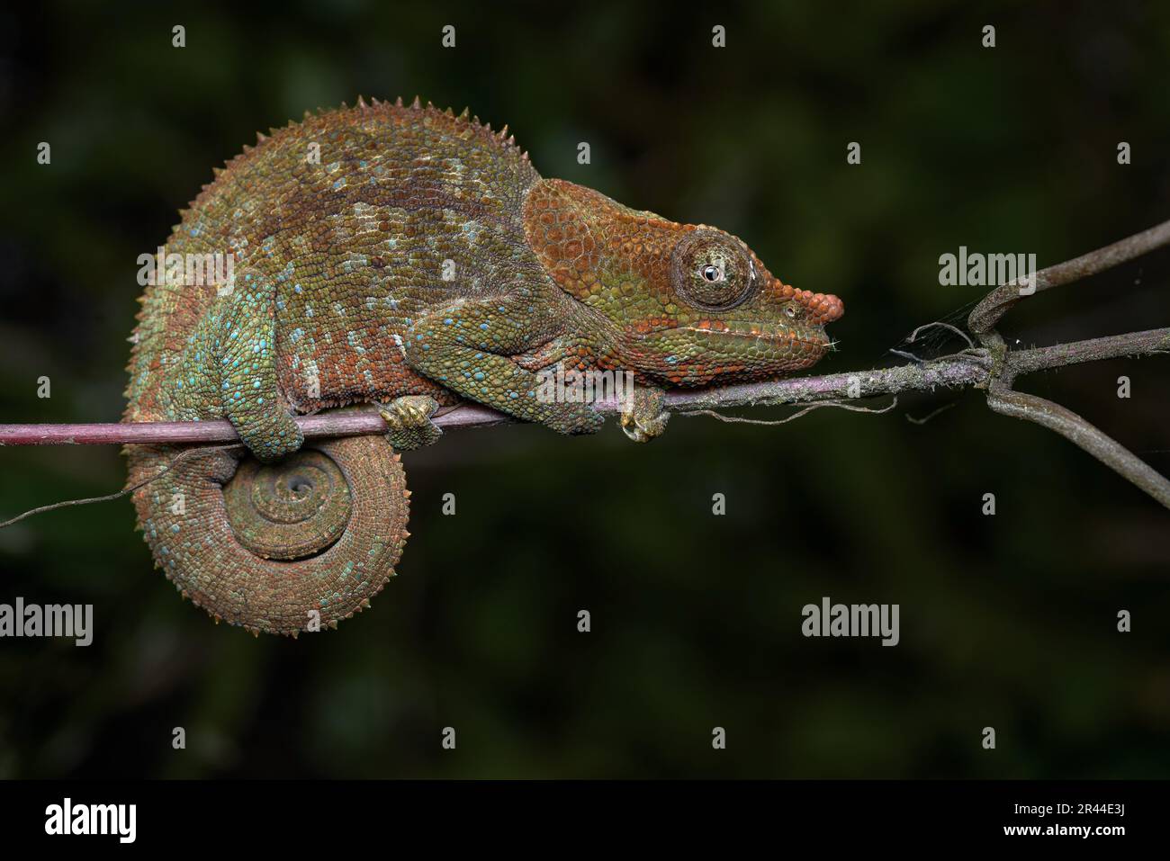 Chameleon from Madagascar. Calumma crypticum, Blue-legged chameleon ...