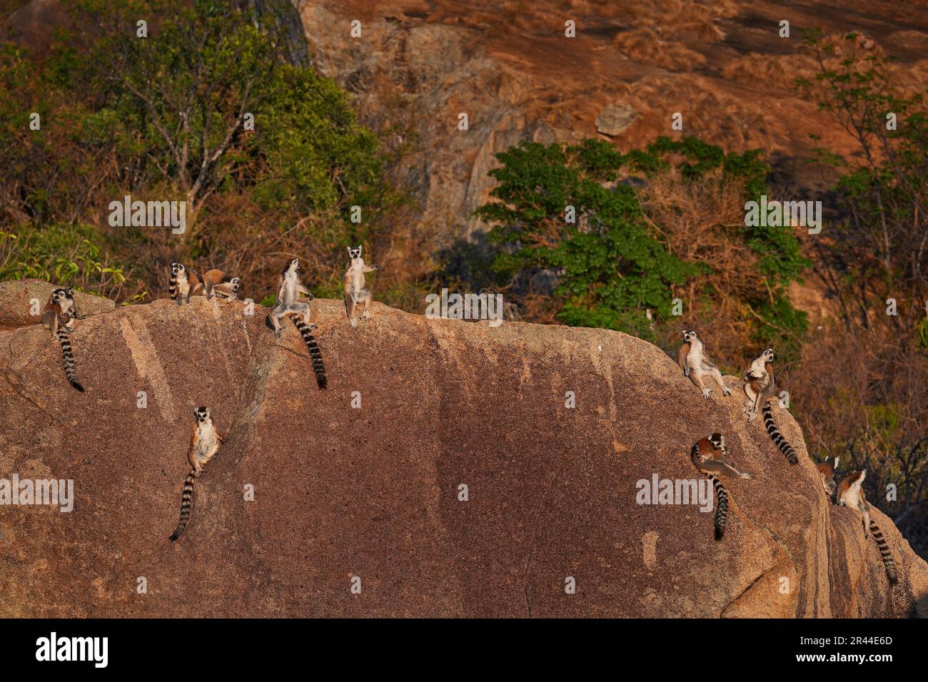 Madagascar wildlife, monkey two young. Ring-tailed Lemur, Lemur catta ...