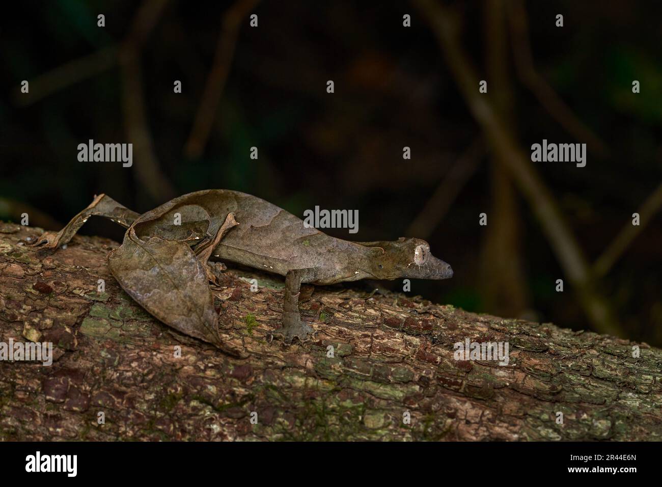Widlife Madagascar, dragon. Satanic leaf-tailed gecko, Uroplatus ...