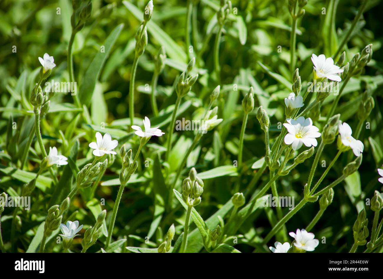 Cerastium, Yaskolka is a genus of herbaceous plants of the Carnation ...