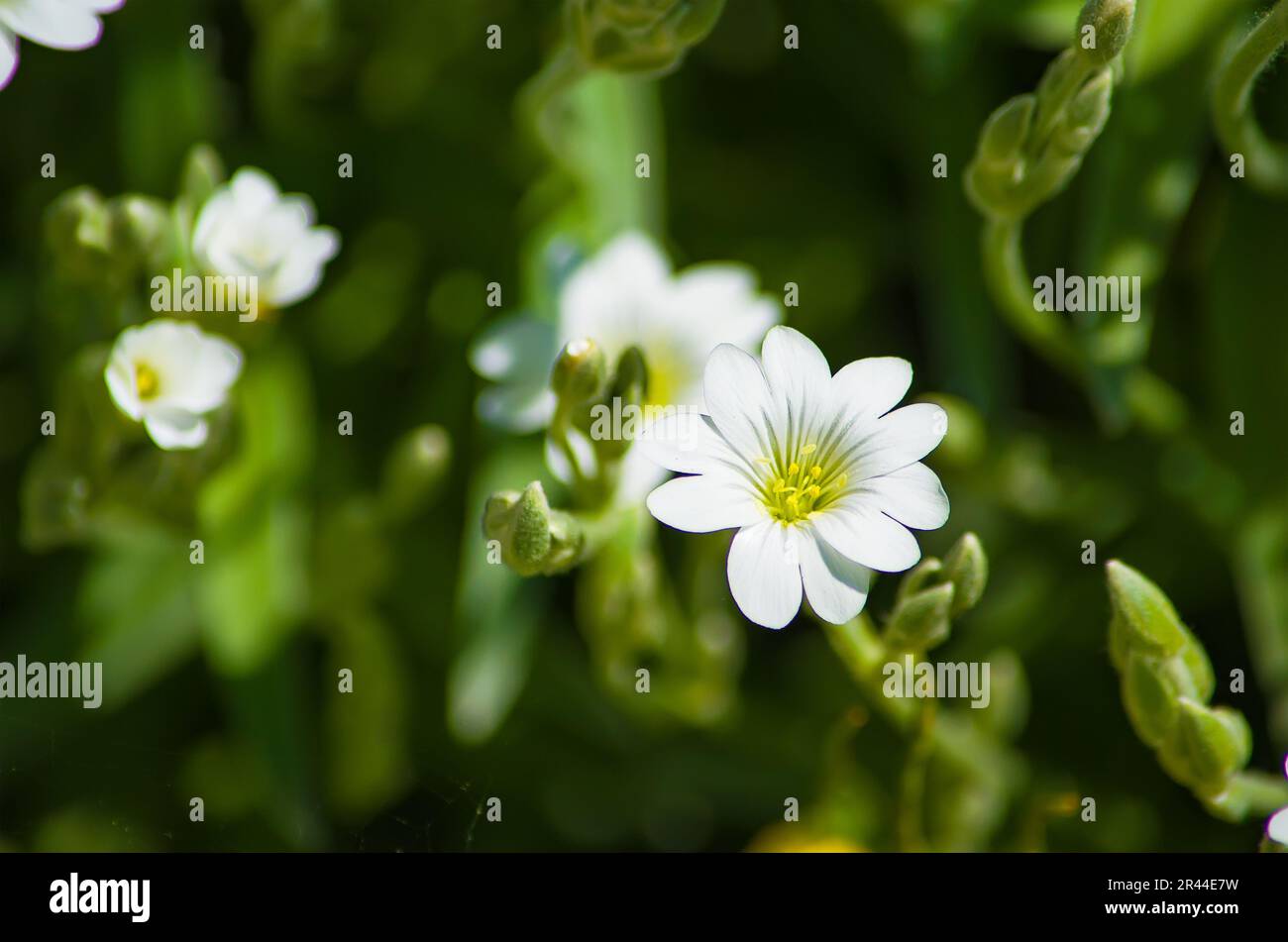 Cerastium, Yaskolka is a genus of herbaceous plants of the Carnation ...