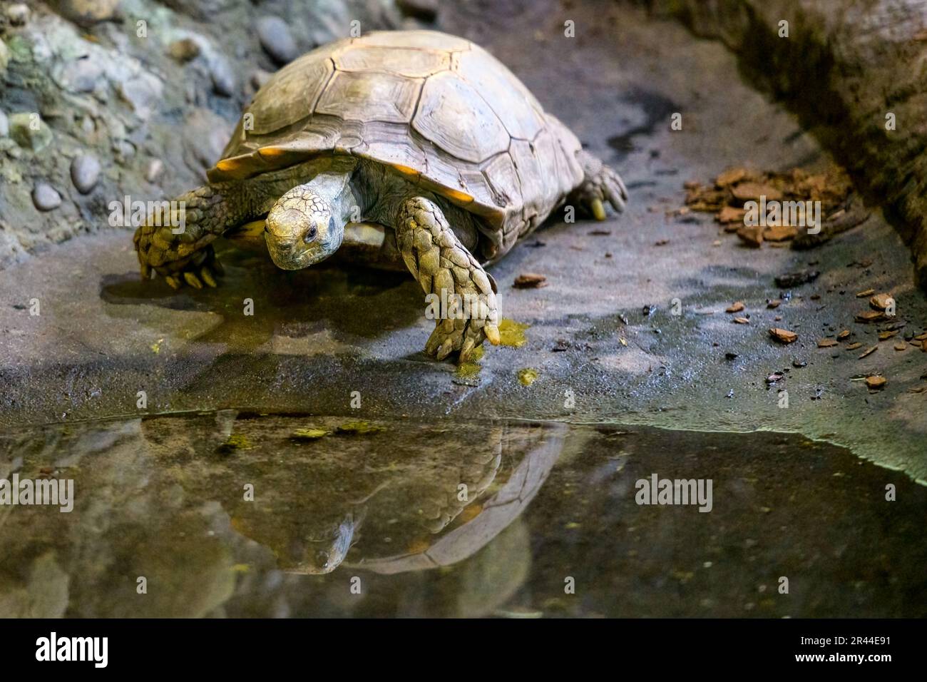 Indo-Malayan Turtle or Tortoise entering the water Stock Photo - Alamy