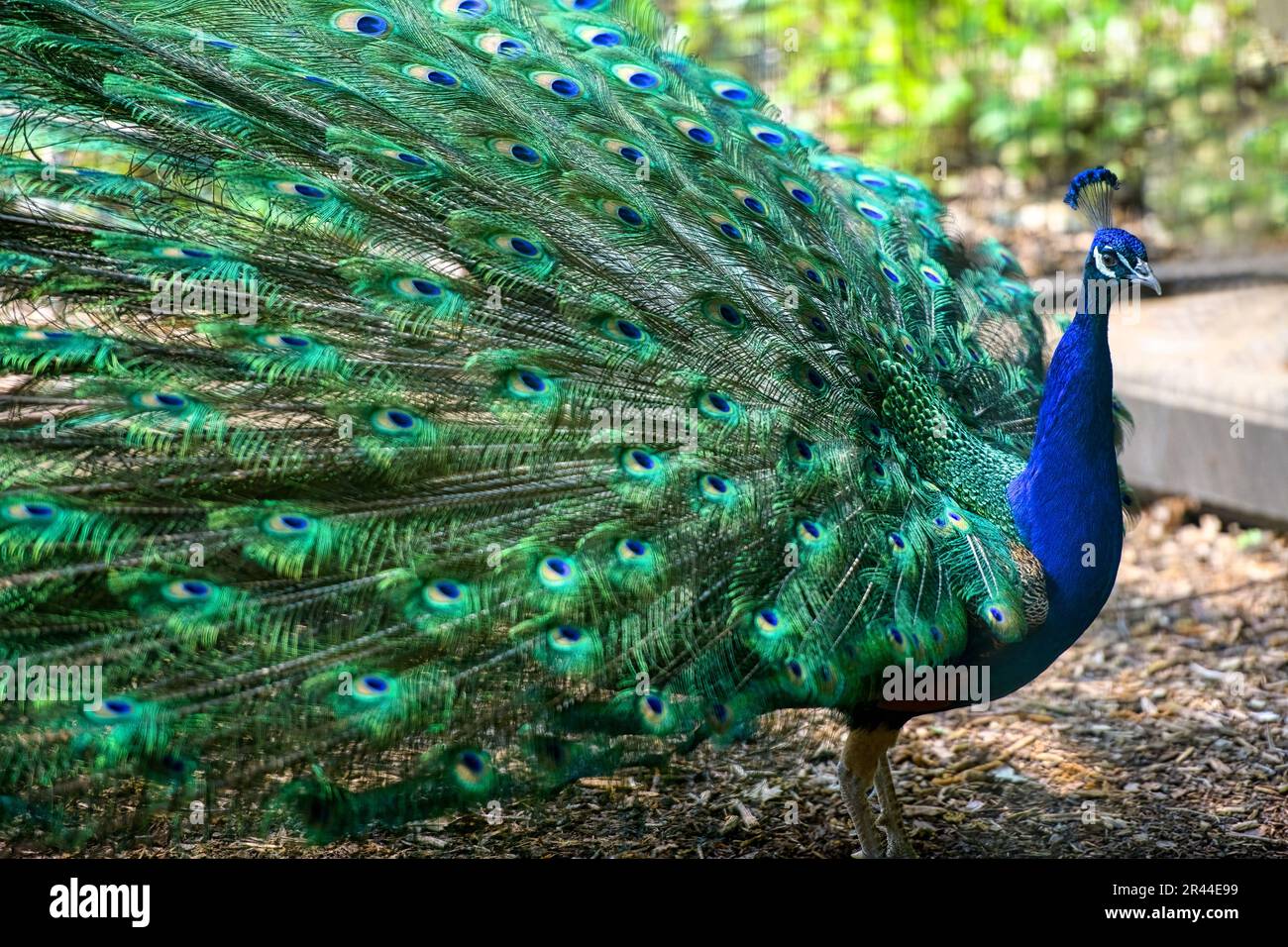 A male peacock with an open tail. Beautiful and colorful feathers Stock ...