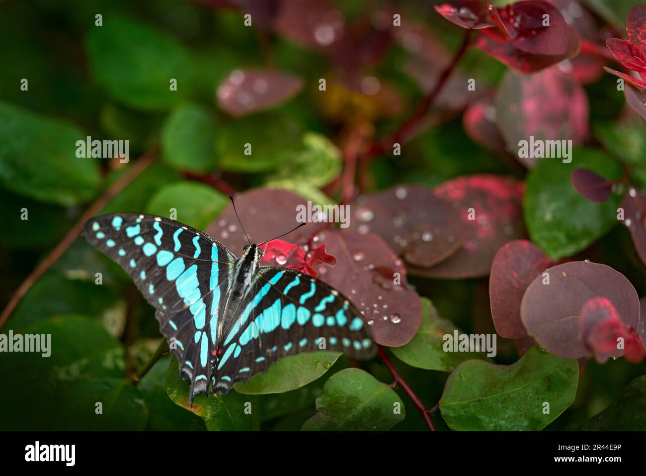 Tropical and sub tropical insect hi-res stock photography and images ...