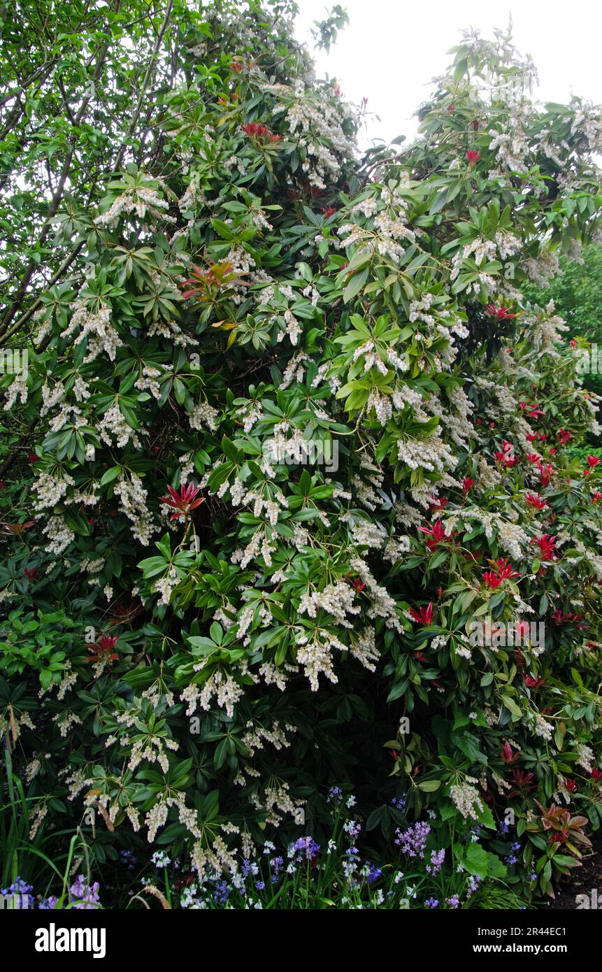 Fetterbush hi-res stock photography and images - Alamy