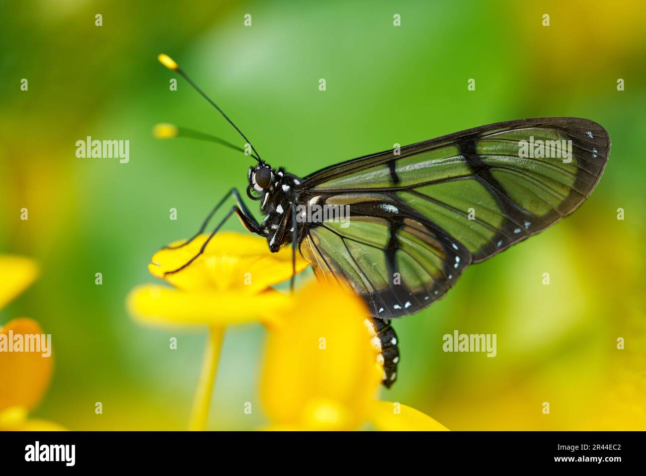 Moth lepidoptera ecuador hi-res stock photography and images - Alamy