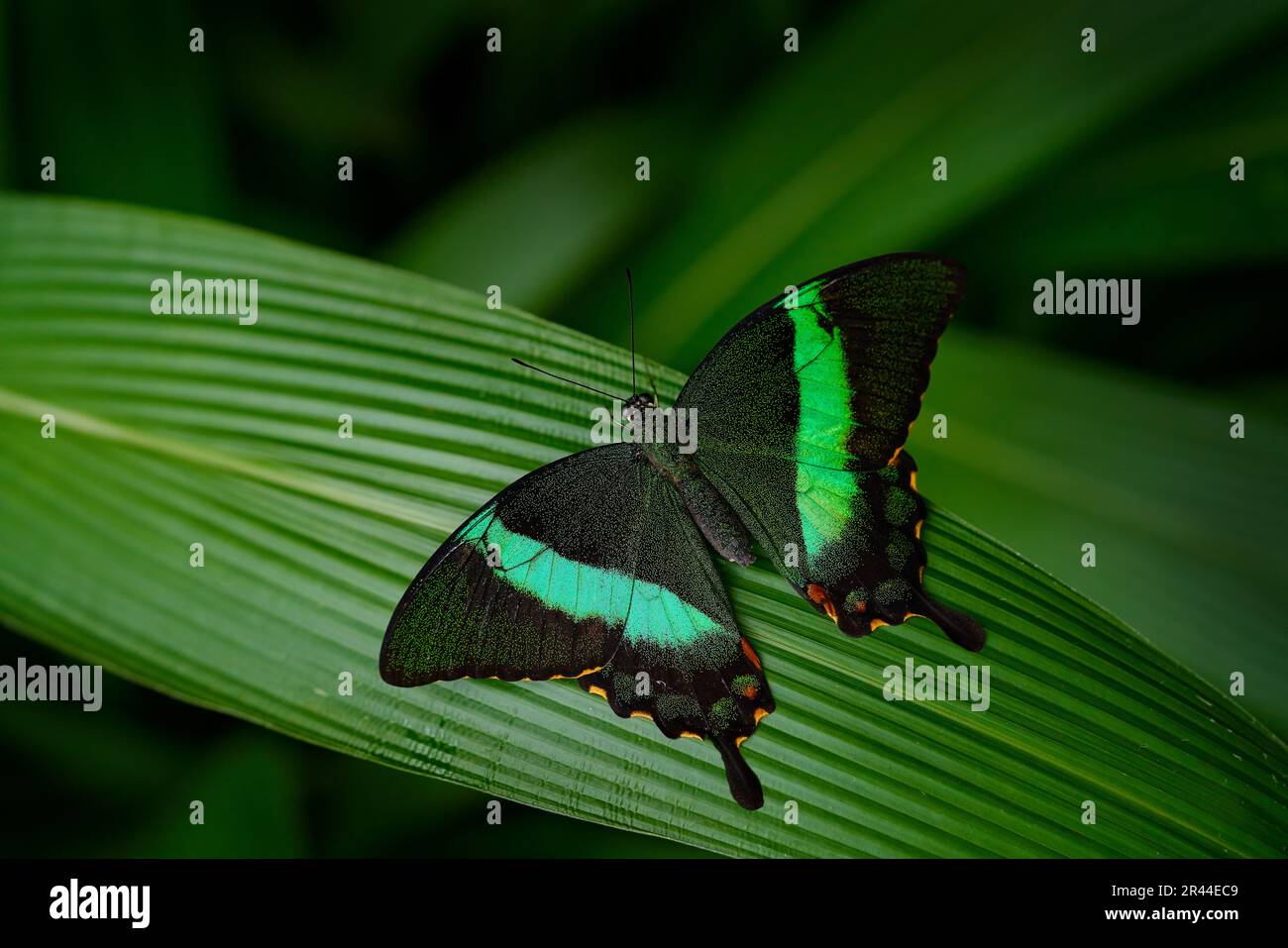 Papilio palinurus, Green emerald swallowtail butterfly, insect on ...