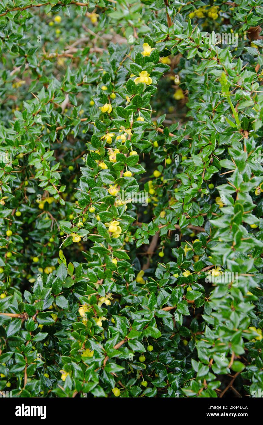 Full frame image of Darwin's barberry in spring, Berberis darwinii ...
