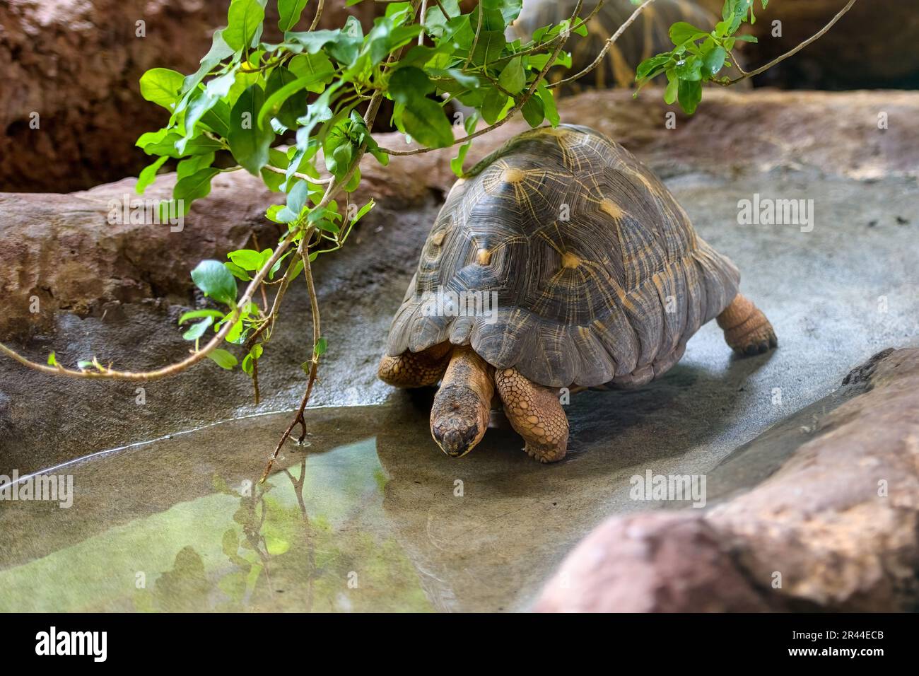 Tortoise turtle hi-res stock photography and images - Alamy